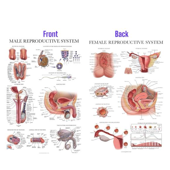 Learning palace | Accents | Laminated Anatomy Poster Female Male ...